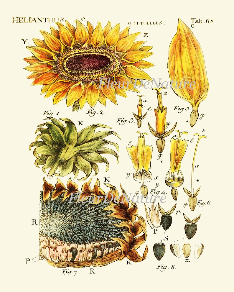 Sunflower Print 11 Botanical Wall Art Print Beautiful Yellow Flower ...