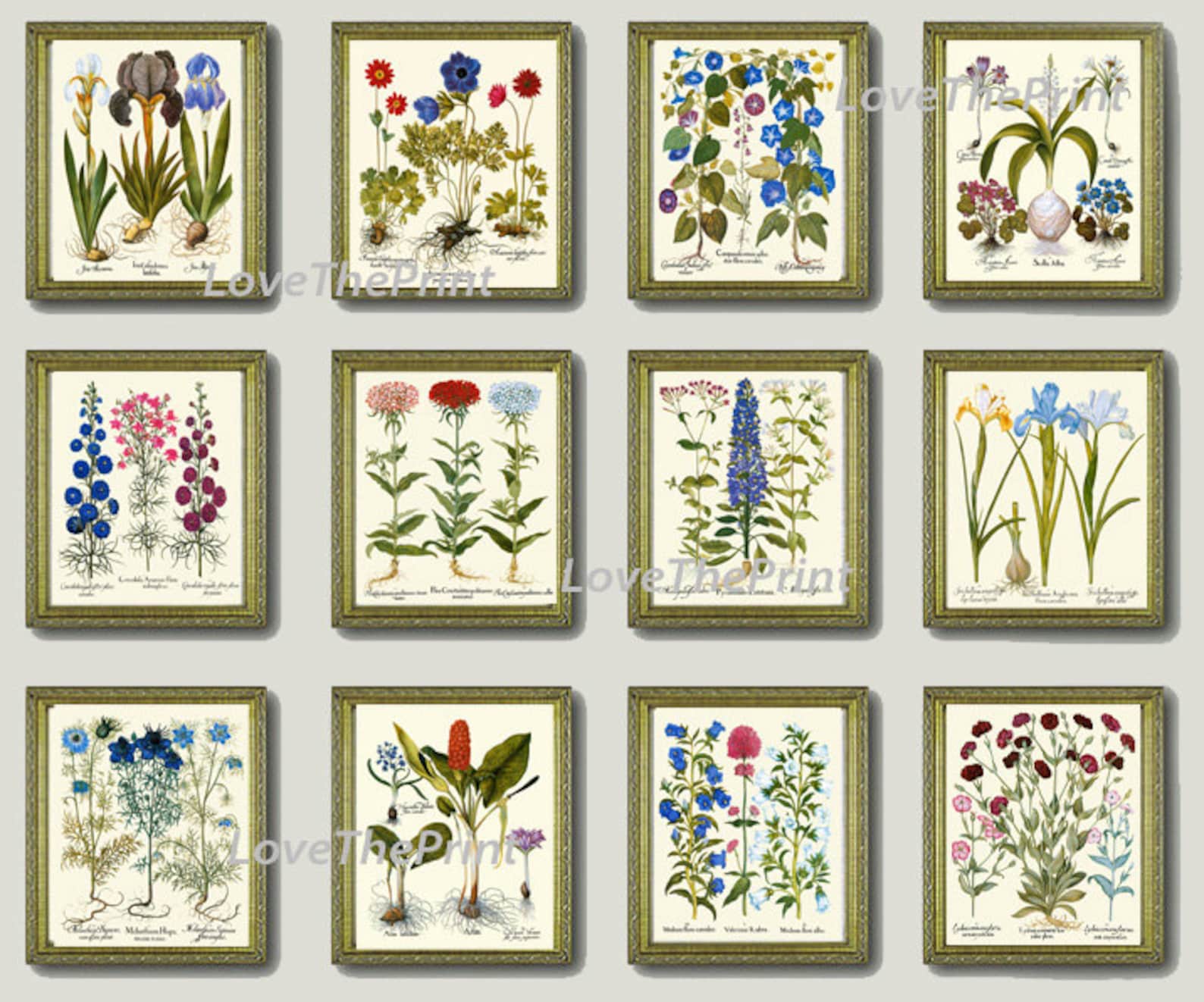 Blue Botanical Flower Print Set of 12 Besler Wall Art - Etsy