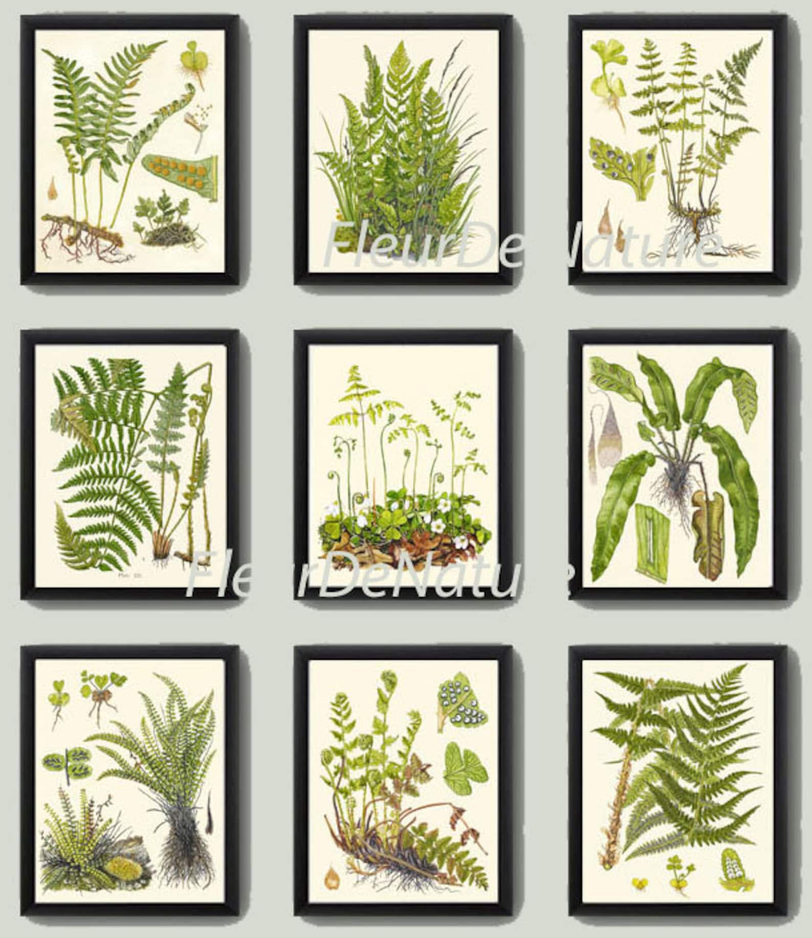 FERN Print SET of 9 Botanical Art Print Lindman Antique Green | Etsy