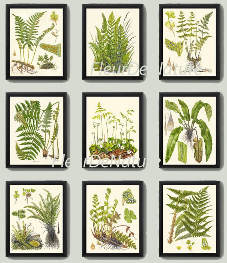 FERN Print SET of 9 Botanical Art Print Lindman Antique Green | Etsy