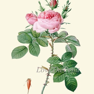 Rose Flower Botanical Wall Art Print Set of 6 Prints Beautiful Antique ...
