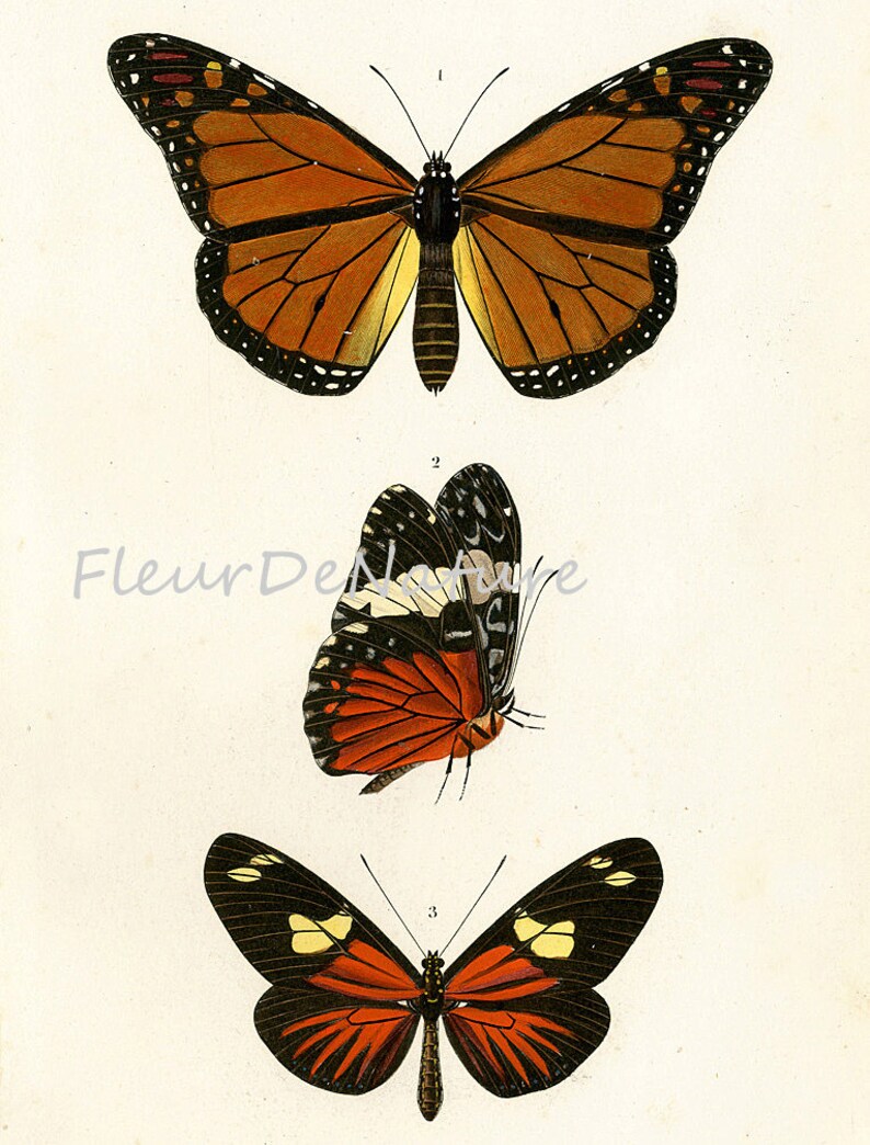 Antique Butterfly Print SET of 4 Prints Beautiful Wall Art Antique ...