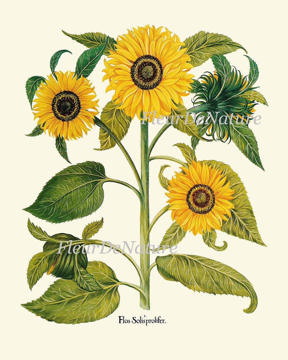 Sunflower Print Set of 3 Art Prints Antique Beautiful Spring - Etsy