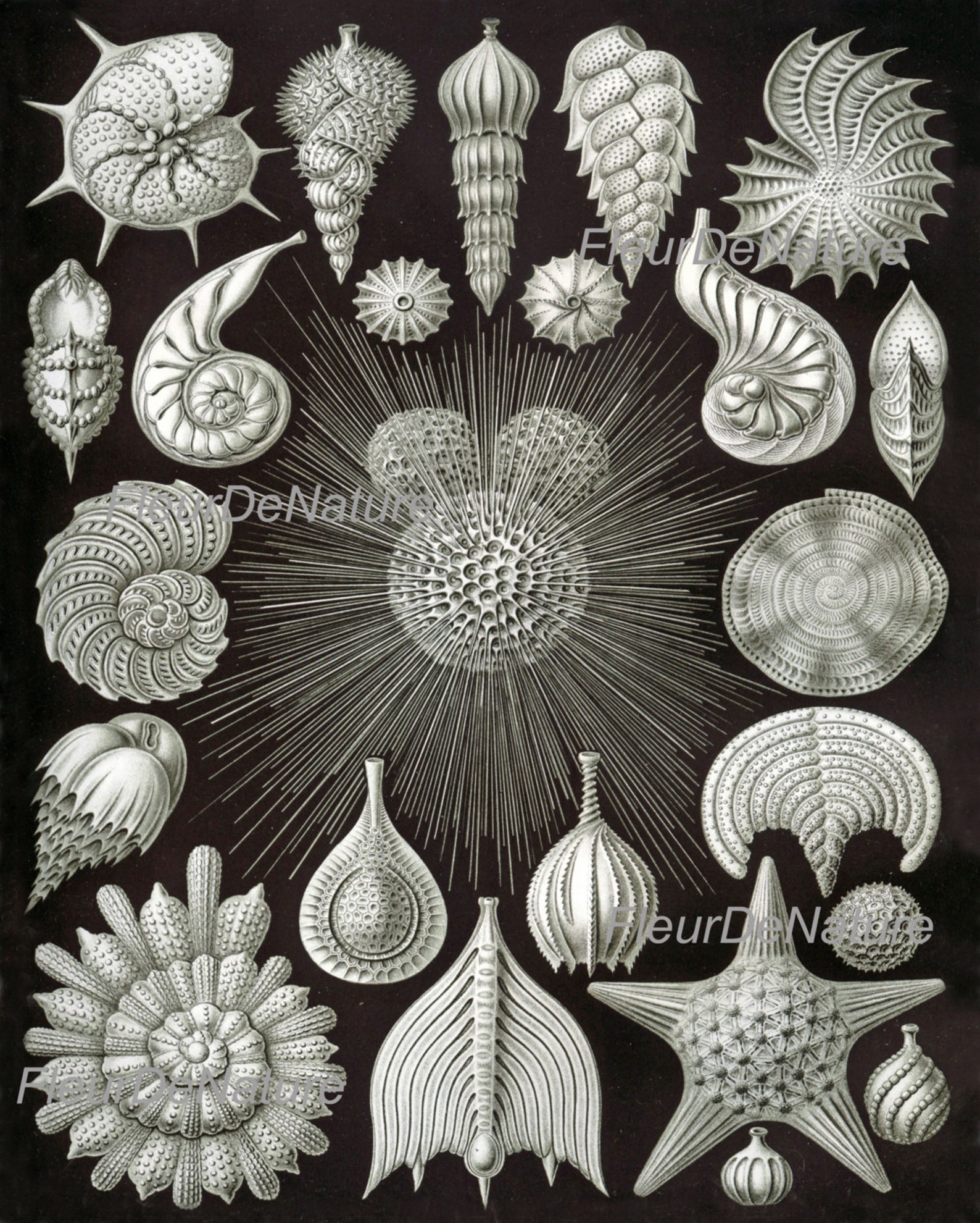 Shell Starfish PRINT Ernst Haeckel 8X10 Art 26 Antique - Etsy