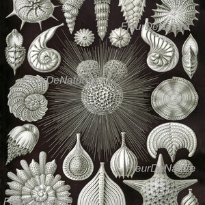 Shell Starfish PRINT Ernst Haeckel 8X10 Art 26 Antique Beautiful Shells ...