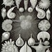 Shell Starfish PRINT Ernst Haeckel 8X10 Art 26 Antique Beautiful Shells ...