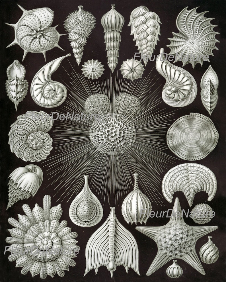 Shell Starfish PRINT Ernst Haeckel 8X10 Art 26 Antique - Etsy