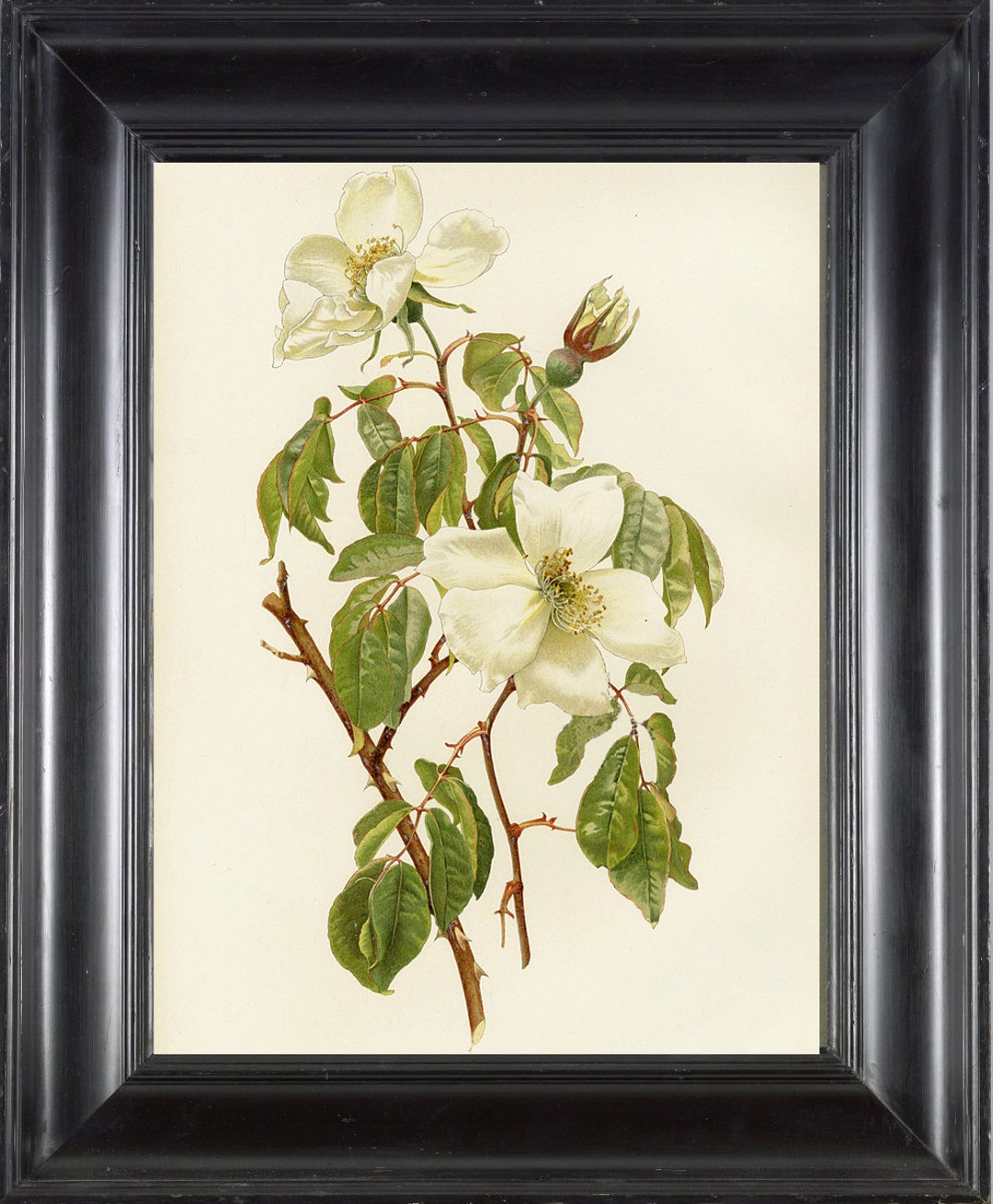 White Rose Flower Botanical Wall Art Print 2 Willmott Beautiful Antique ...