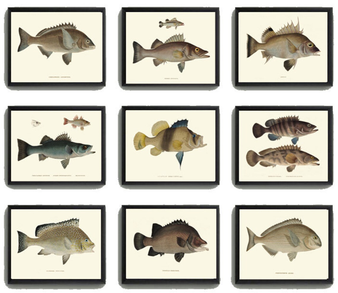 Fish Print Set of 9 Wall Art Prints Beautiful Antique Vintage Lake ...