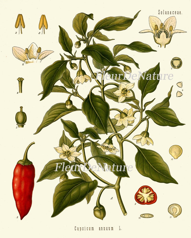 Sweet and Chili Peppers Botanical Art Print 16 Kohler 8x10 Beautiful ...