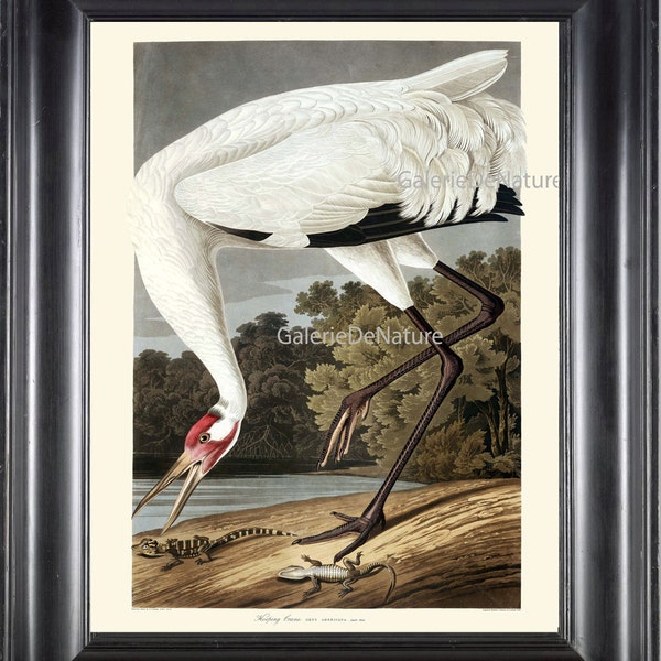 Whooping Crane - Etsy