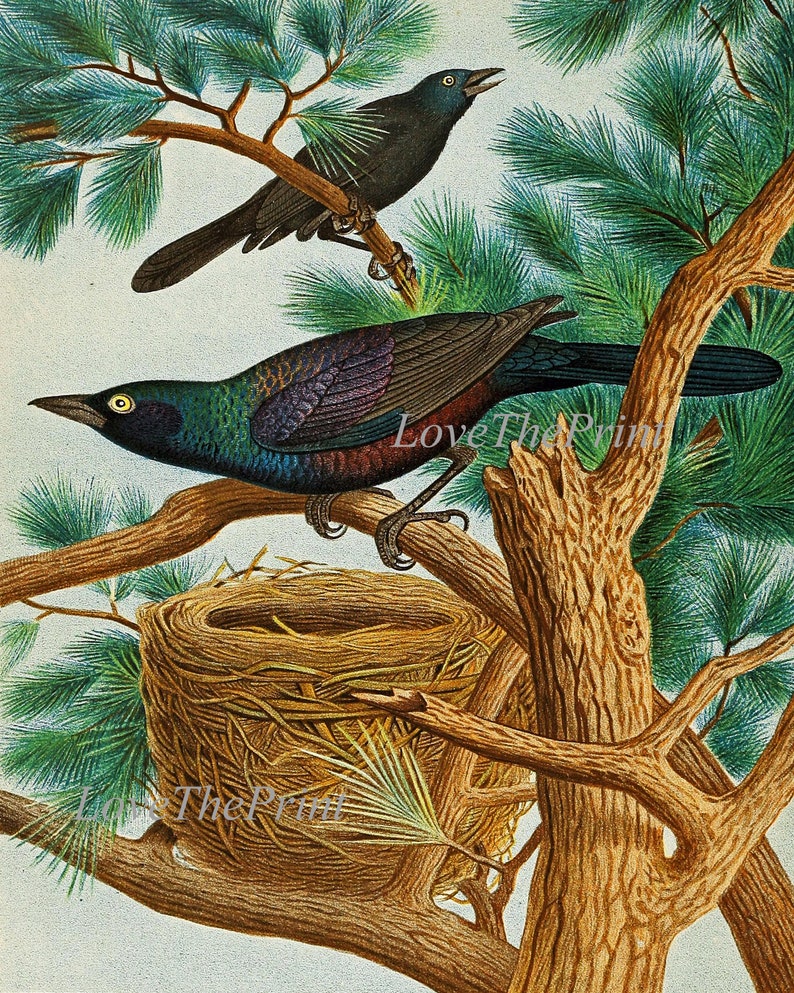 Purple Grackle Bird Nest Print 44 Wall Art Beautiful Antique - Etsy