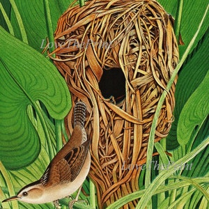 Bird Nest Egg Print Set of 9 Wall Art Prints Blue Jay Yellow Red Diver ...