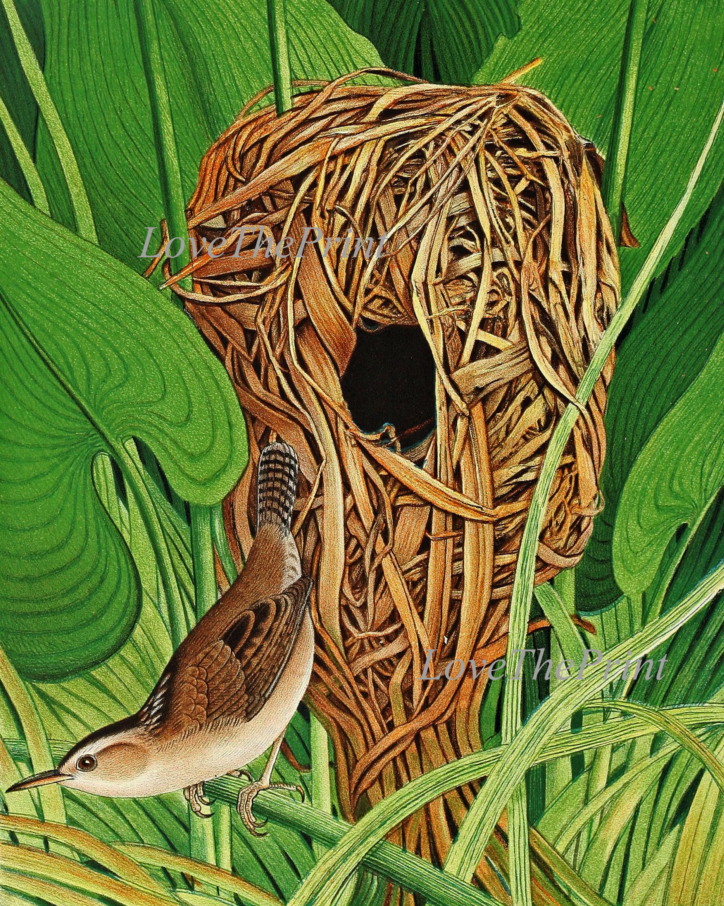 Bird Nest Egg Print Set of 9 Wall Art Prints Blue Jay Yellow Red Diver ...