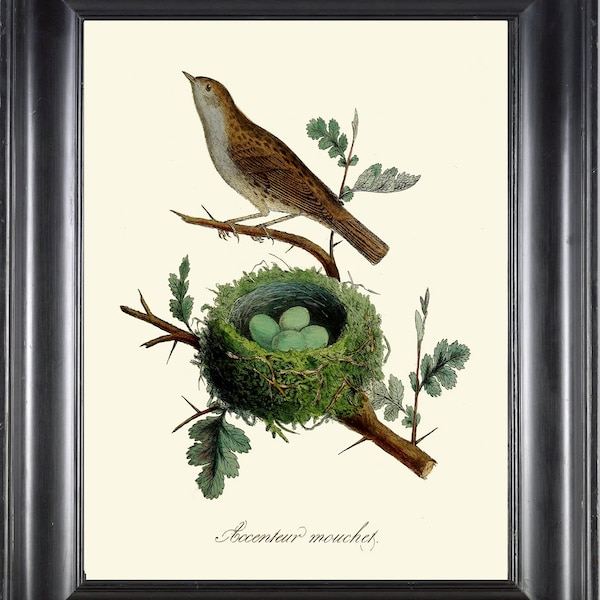 Bird Nest Art - Etsy