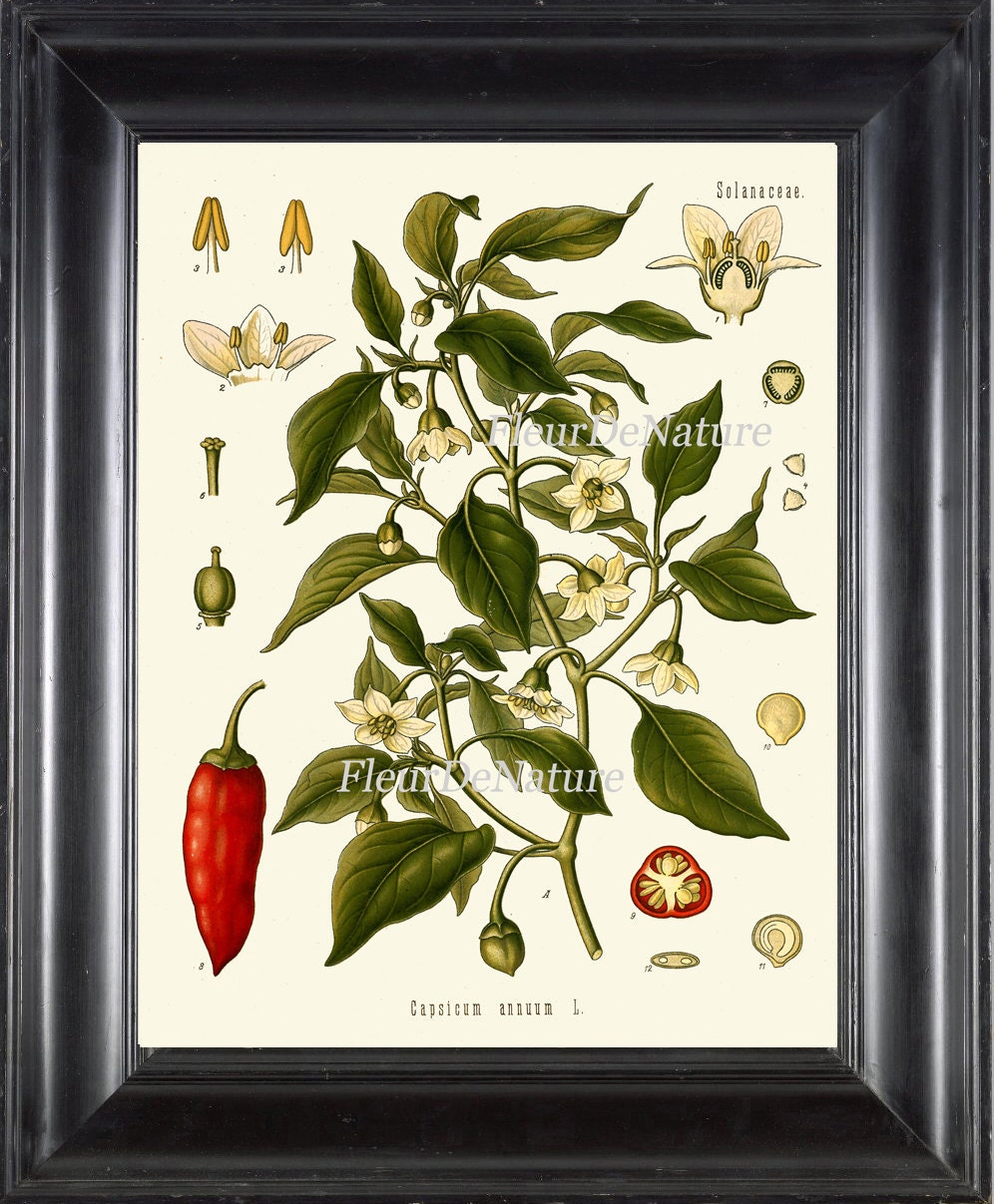 Sweet and Chili Peppers Botanical Art Print 16 Kohler 8x10 Beautiful ...