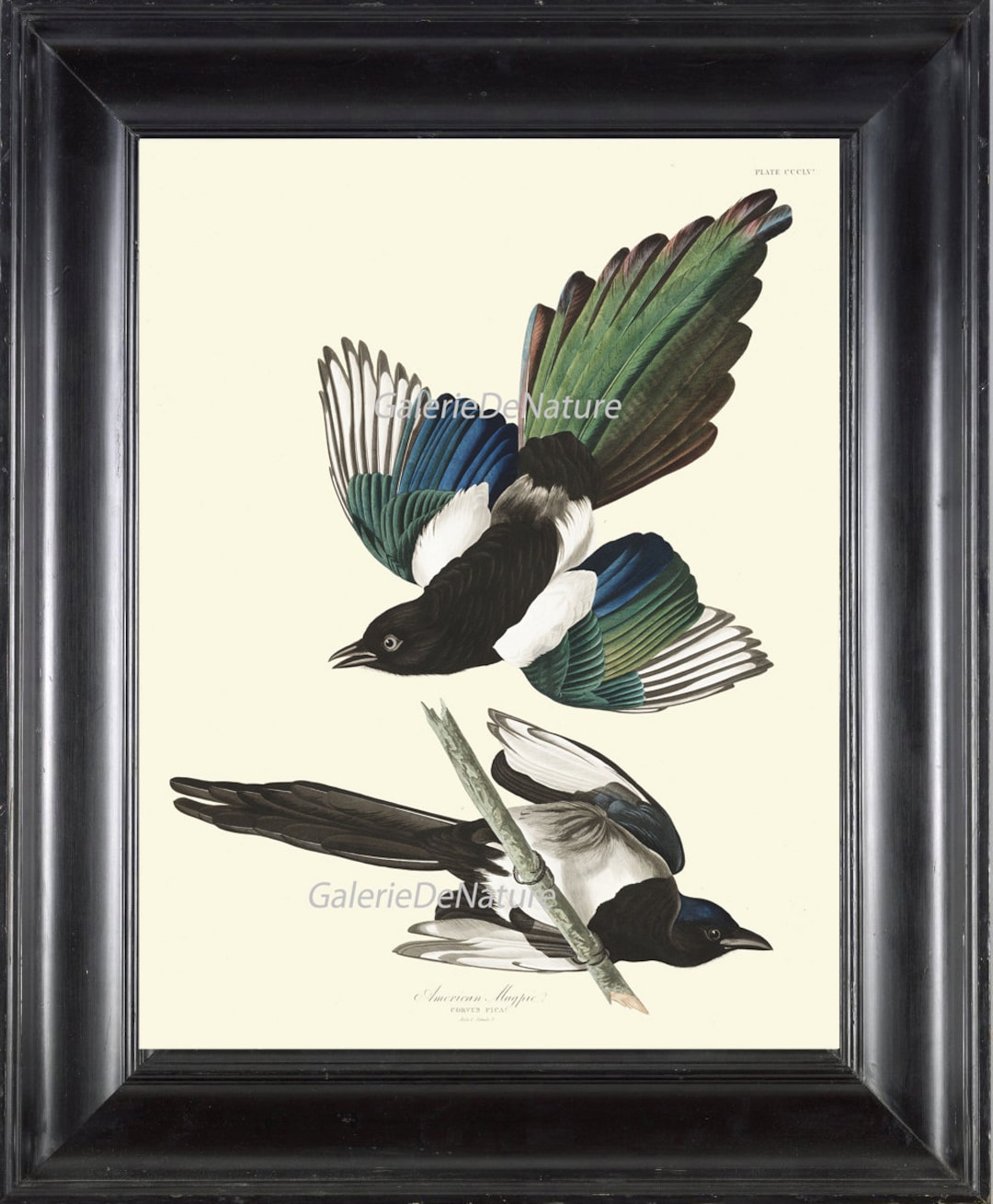 AUDUBON BIRD PRINT 8X10 Art 5 American Magpie Antique Beautiful Forest ...