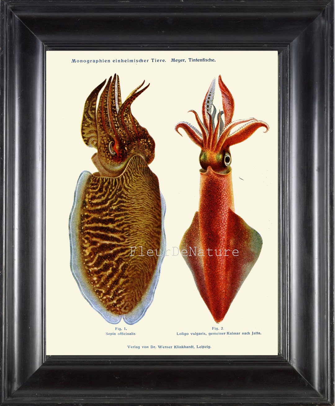 OCTOPUS 8x10 Art Print 5 Beautiful Black and White Antique Sea Ocean ...