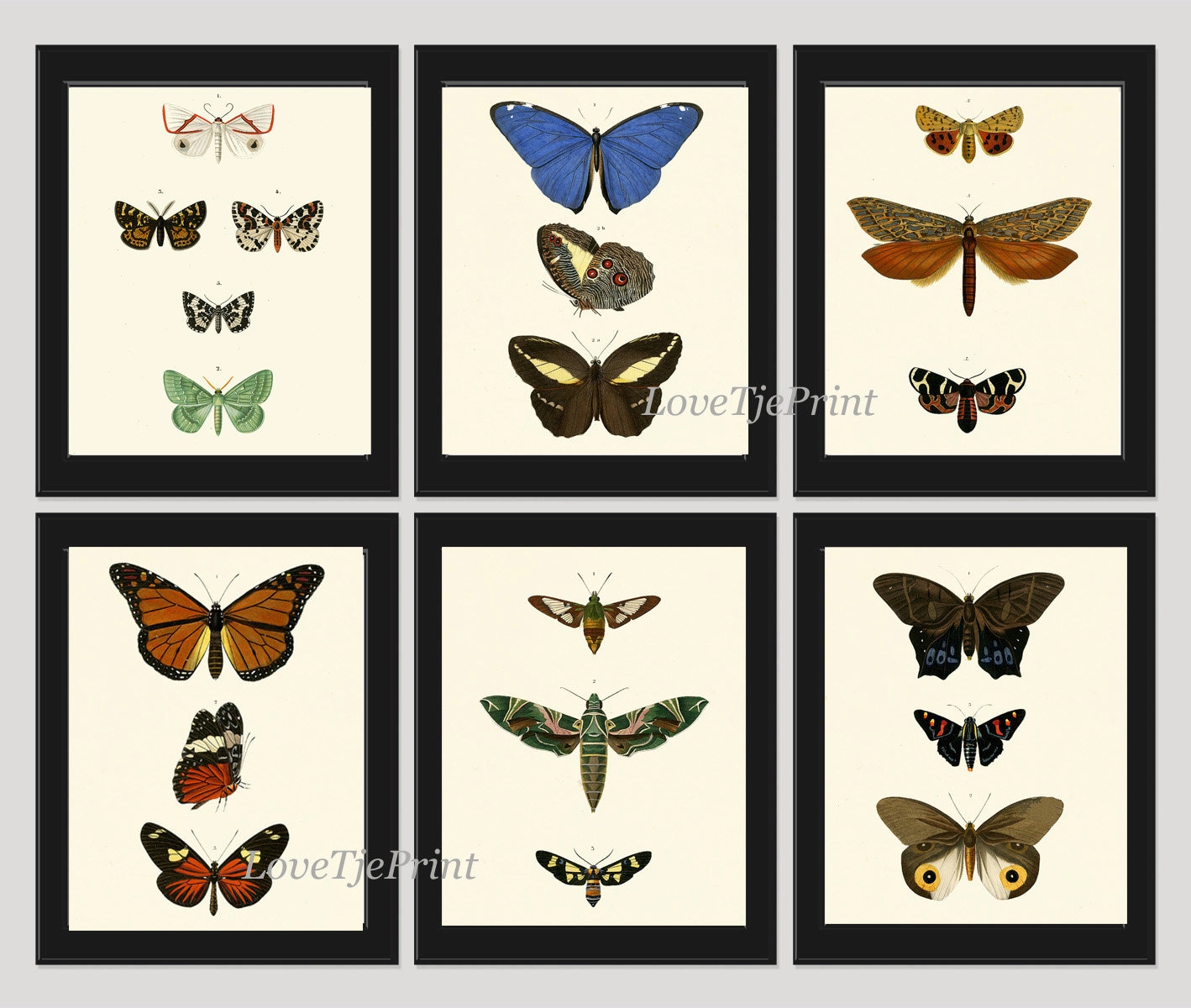Butterfly Print SET of 6 Prints Beautiful Wall Art Antique | Etsy