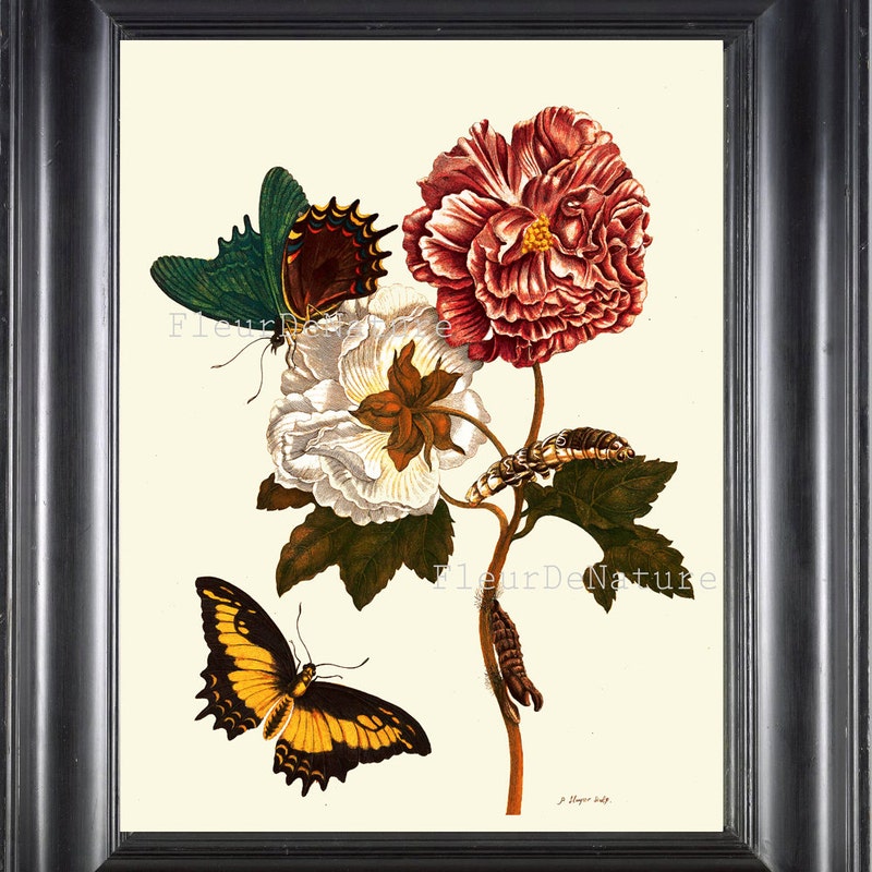 Botanical Prints - Etsy