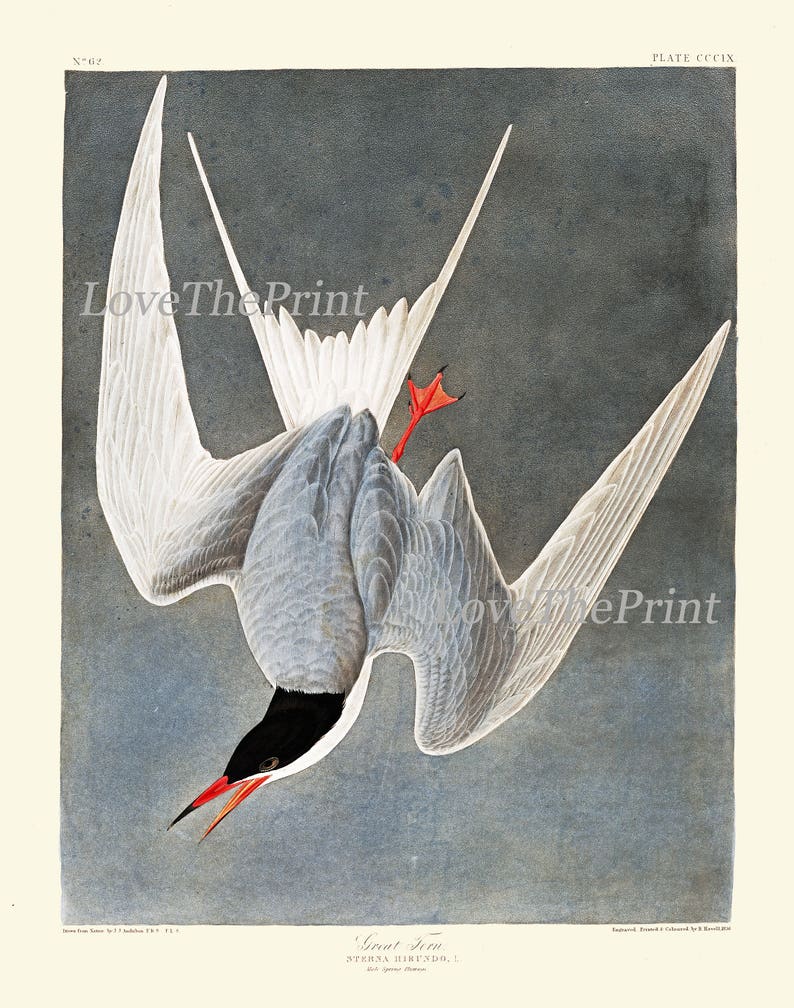 AUDUBON BIRD PRINT Art 83 Beautiful Antique Large Great Tern | Etsy