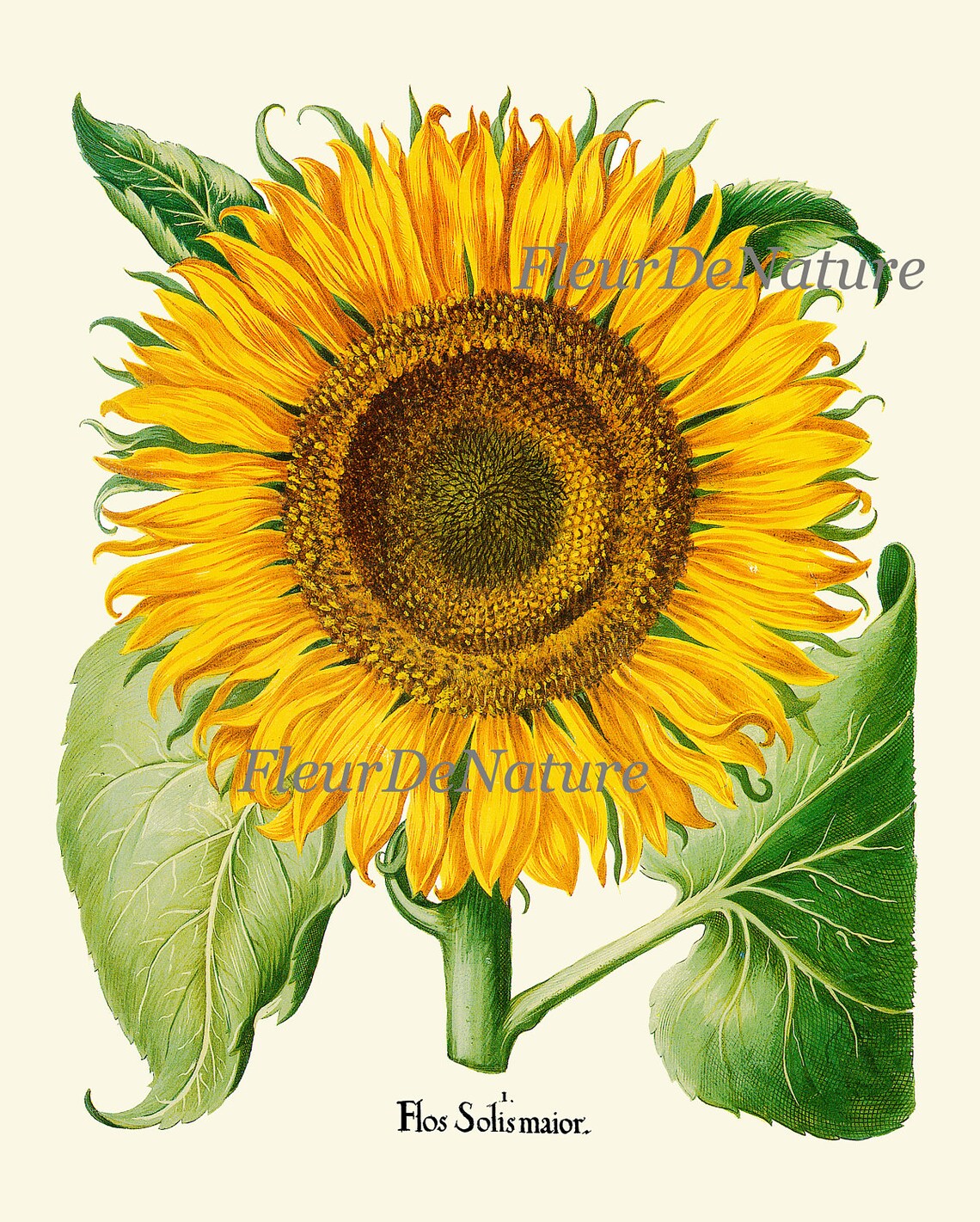 Sunflower Print Set of 3 Art Prints Antique Beautiful Spring - Etsy