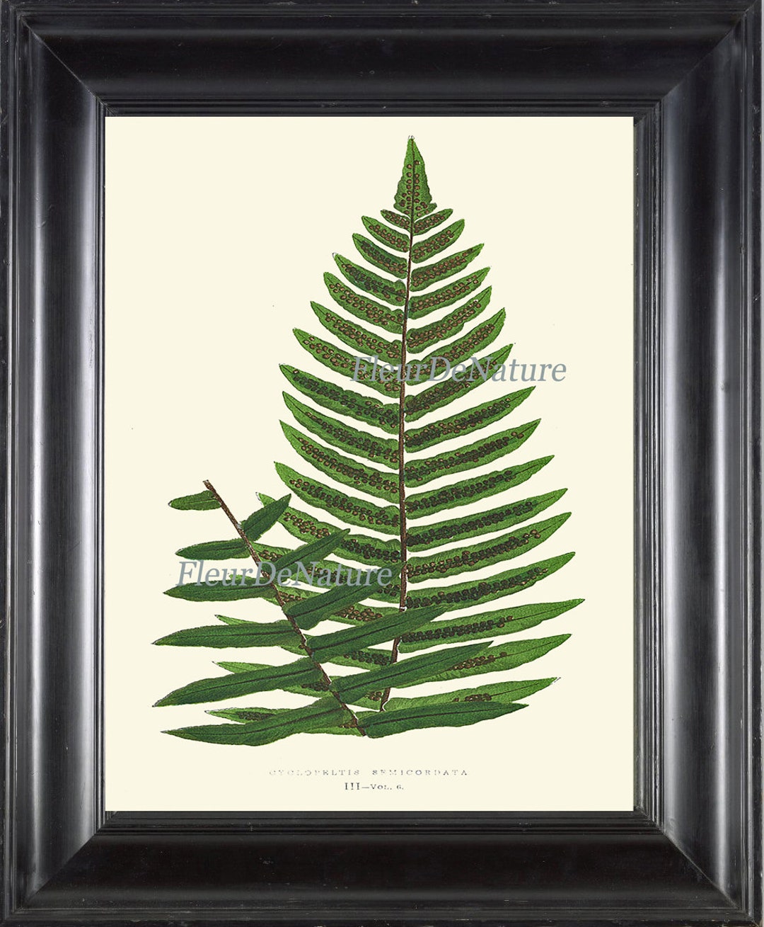 Fern Print Botanical Art 3 Antique Beautiful Green Ferns Living Dining ...