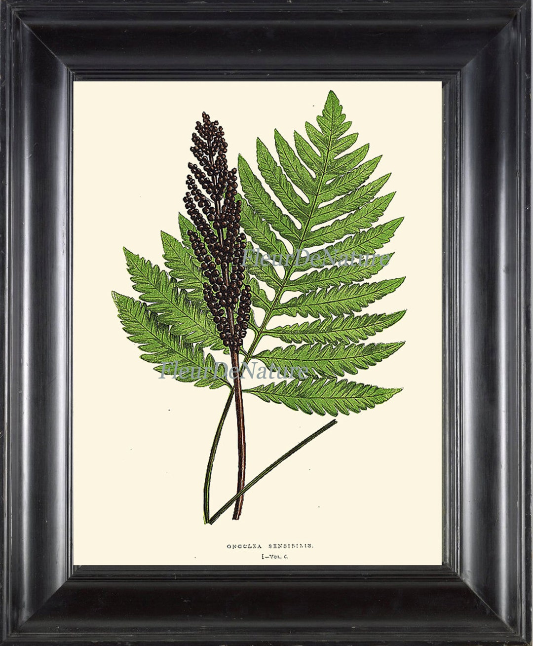 Fern Art Print Botanical 1 Antique Beautiful Green Ferns Forest Summer ...