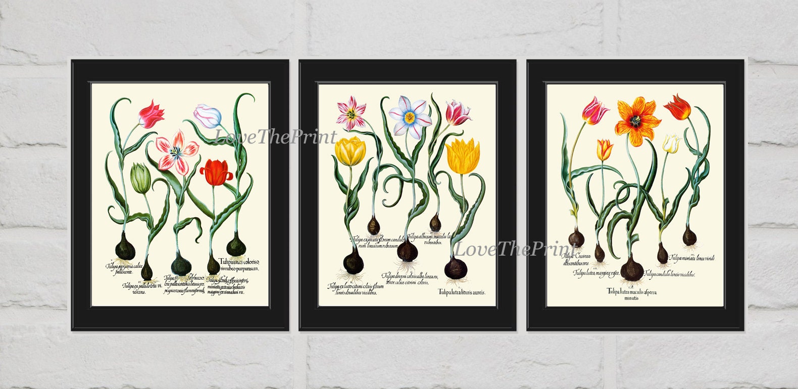 Tulip Print Set of 3 Botanical Prints Beautiful Besler Spring Summer ...