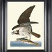 Osprey Fish Hawk Audubon Bird Print Wall Art 241 Antique Beautiful ...
