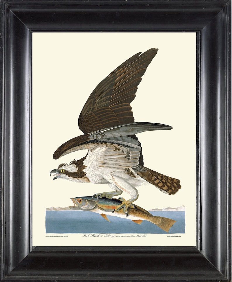 Osprey Fish Hawk Audubon Bird Print Wall Art 241 Antique Beautiful ...