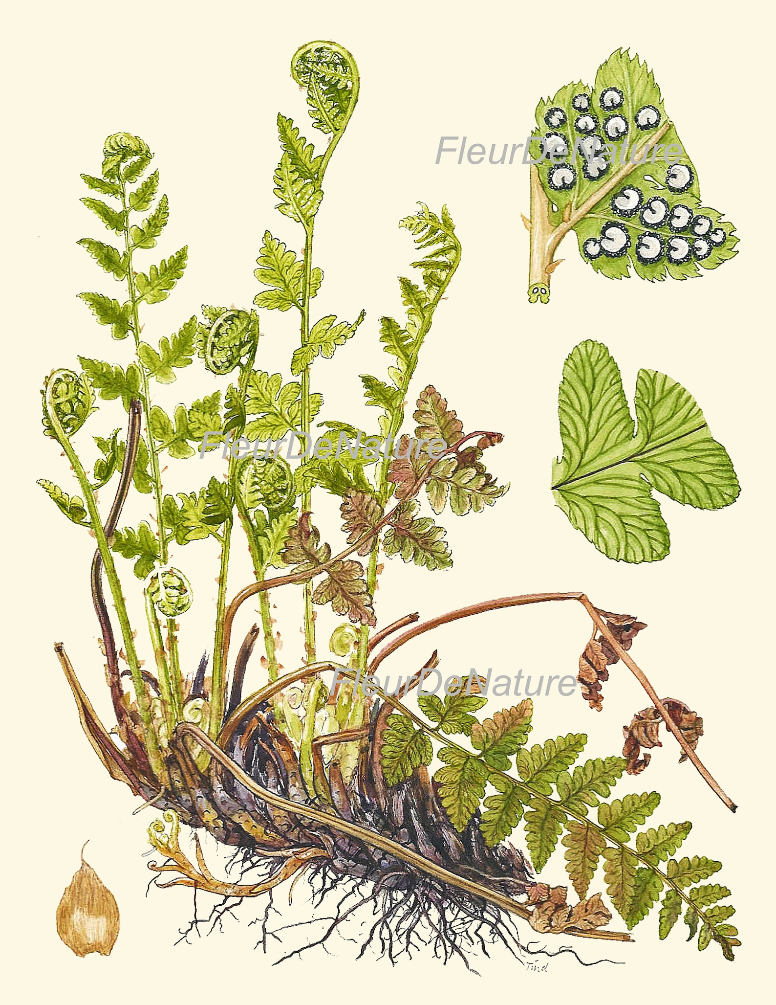 FERN Print SET of 12 Botanical Art Print 8X10 Lindman Antique - Etsy