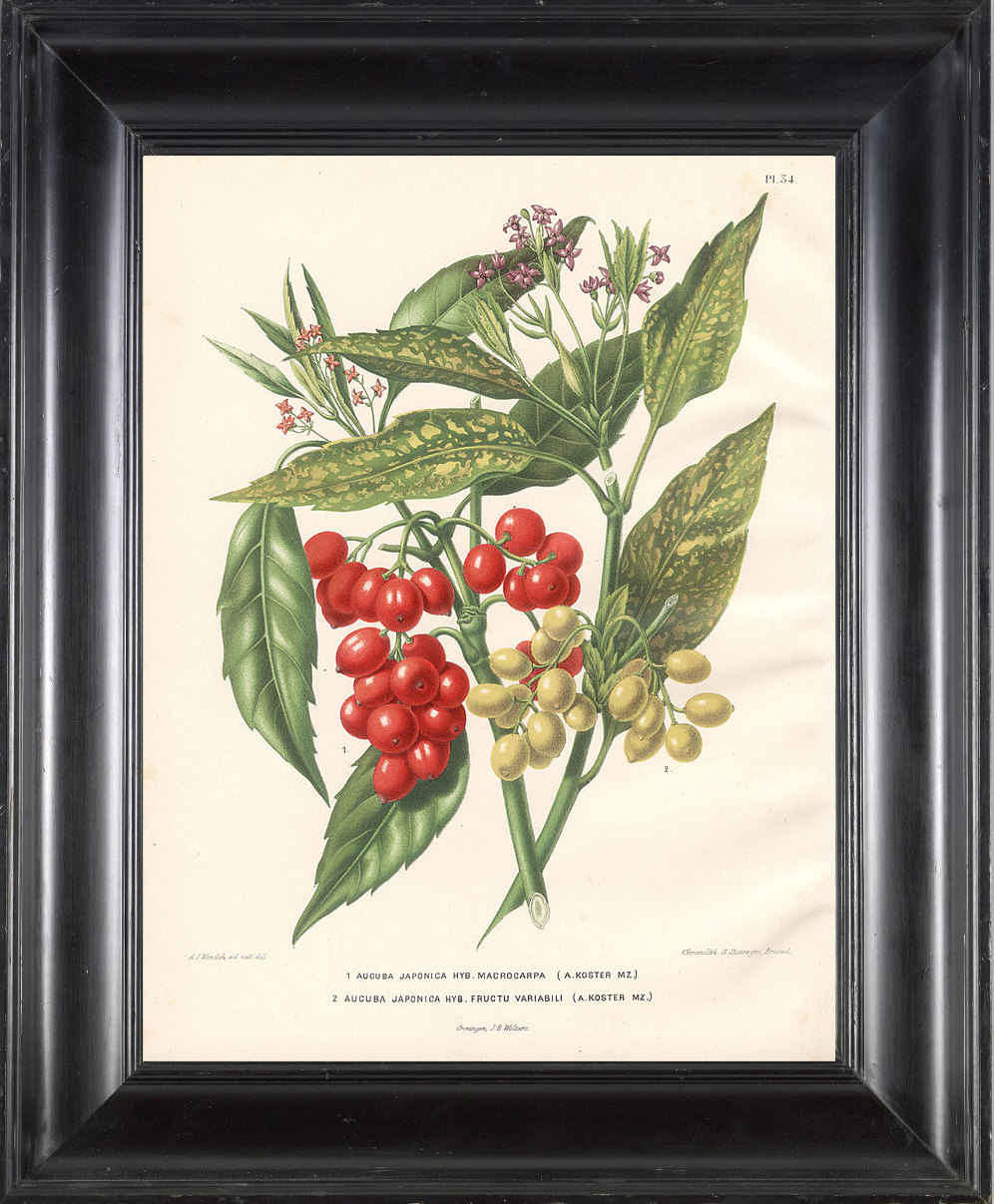 BOTANICAL PRINT Wendel 8x10 Botanical Art Print 8 Beautiful Red White ...