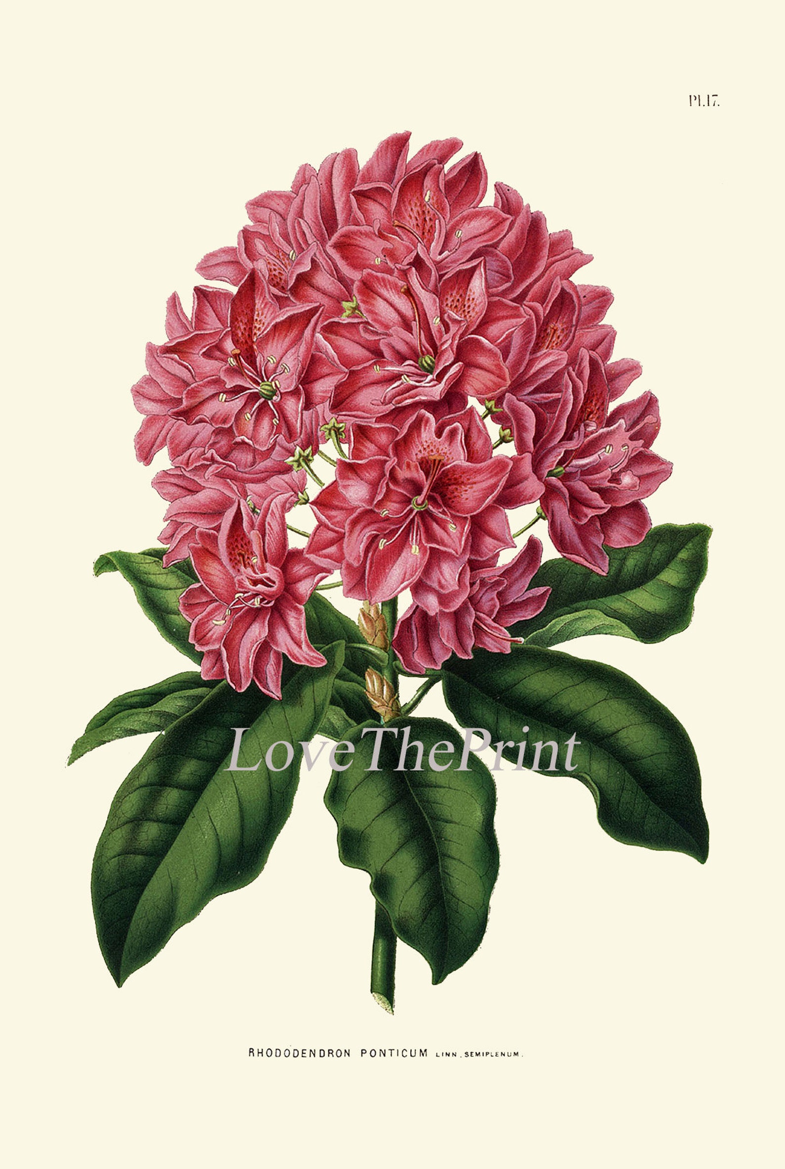 Antique Botanical Flower Print SET of 9 Art Print Beautiful - Etsy