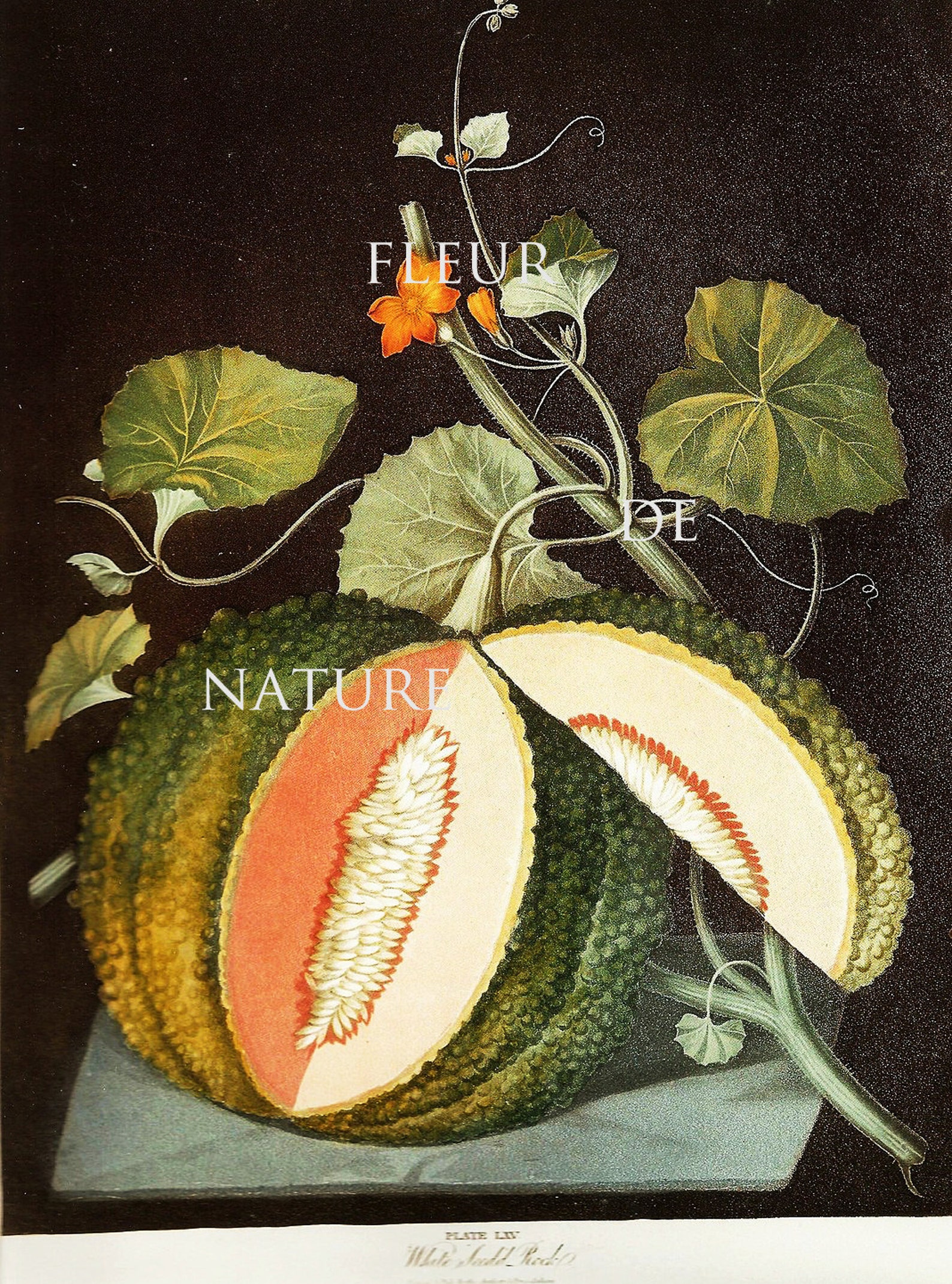 FRUIT PRINT Melon 8X10 Botanical Art Print 11 Antique - Etsy