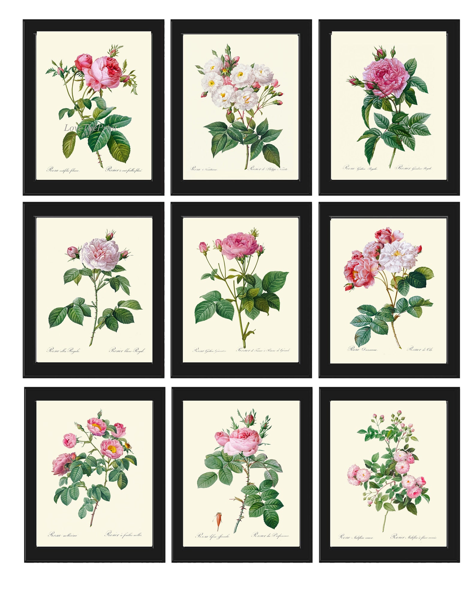 Vintage Roses Botanical Print Set of 9 Wall Art Prints Pink | Etsy