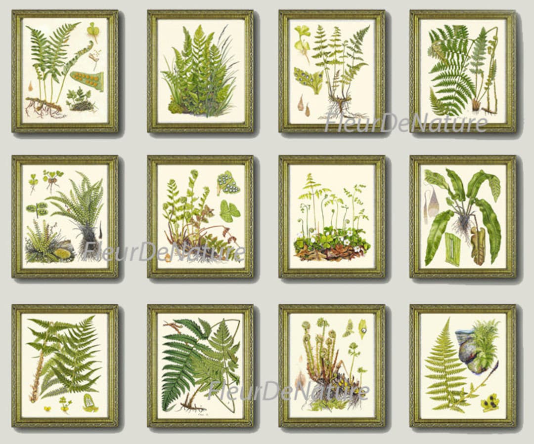 FERN Print SET of 12 Botanical Art Print 8X10 Lindman Antique Green ...