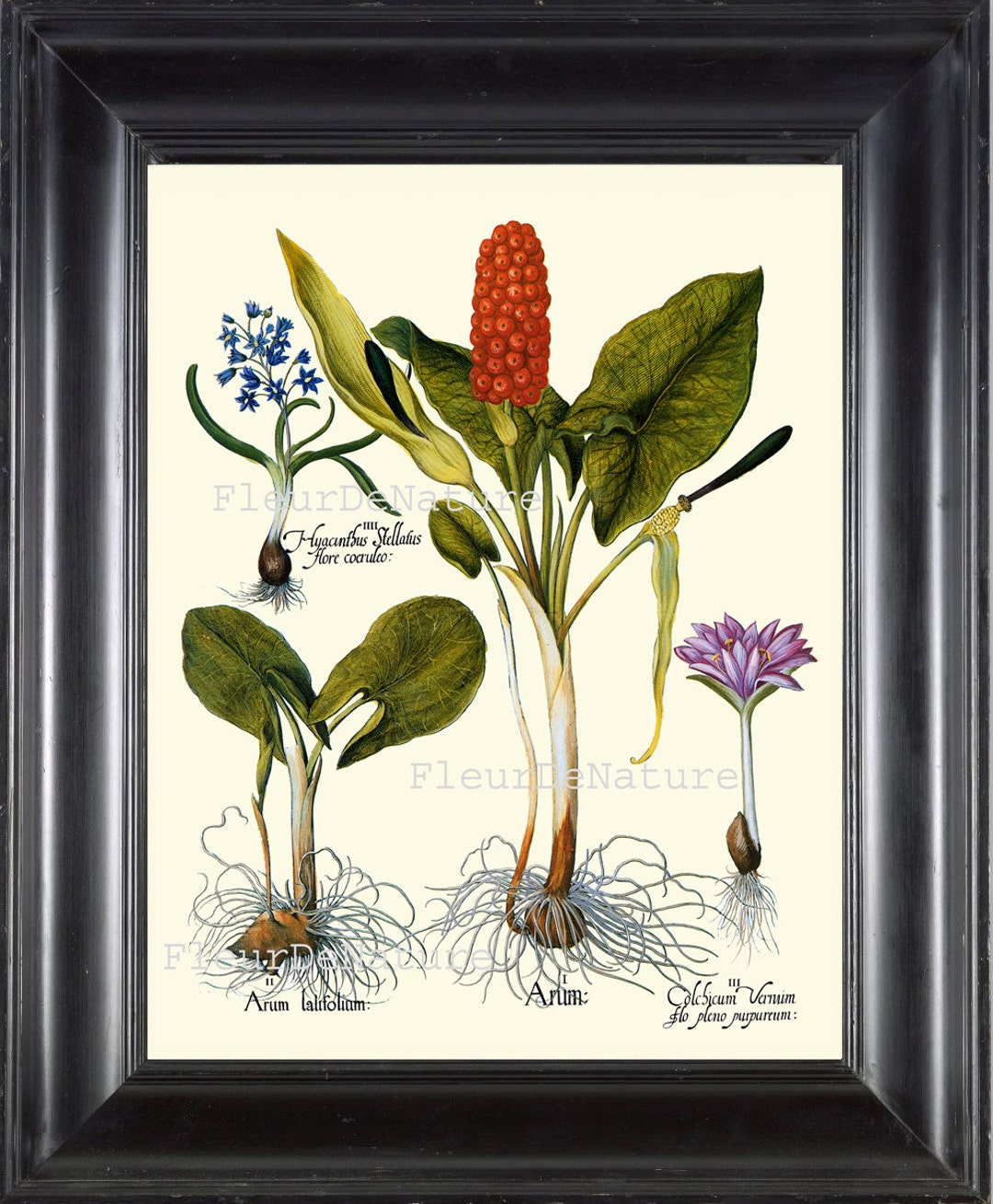 BOTANICAL PRINT Besler 8x10 Botanical Art Print 66 Beautiful Purple ...