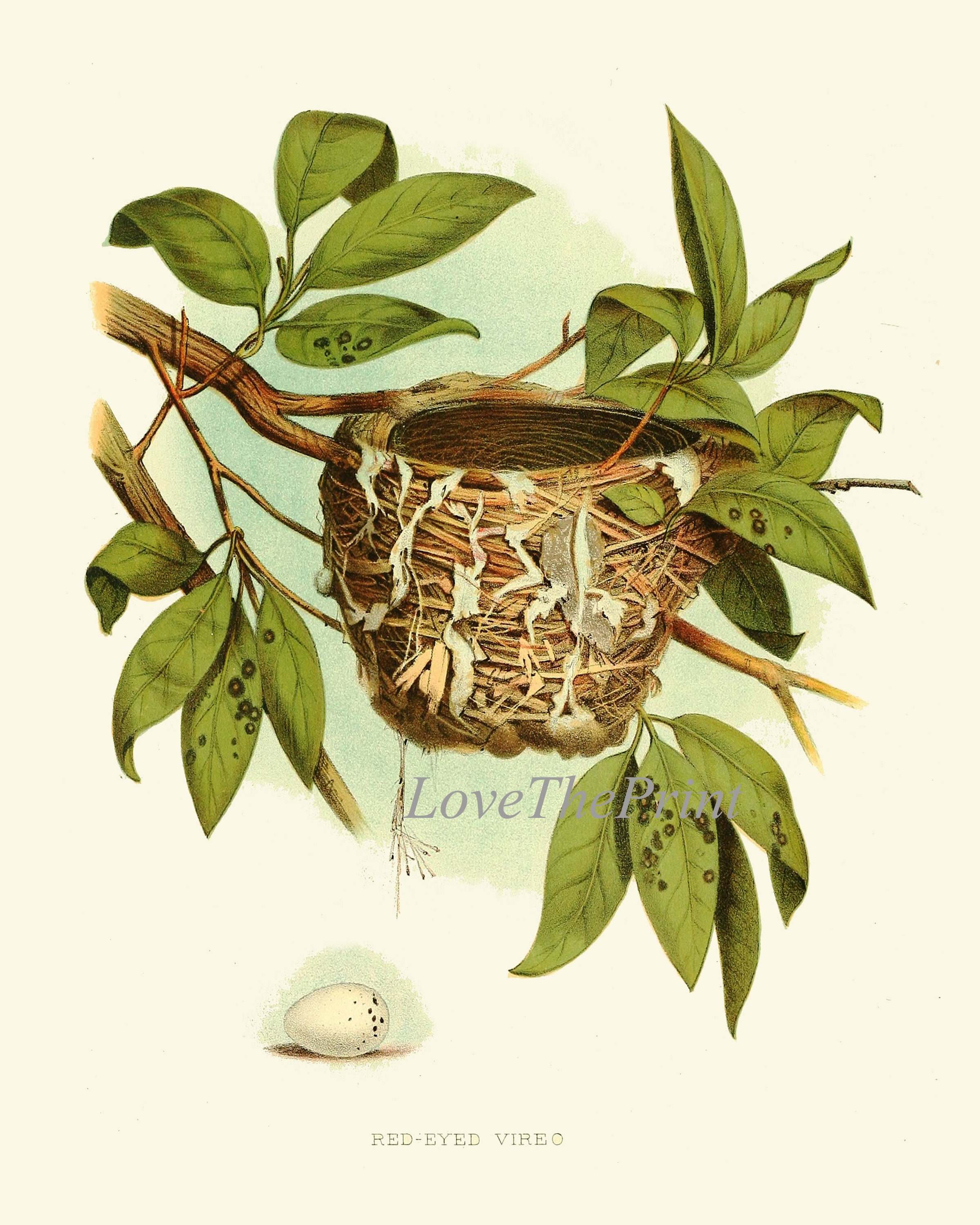 Nest Wall Art Print Set of 4 Art Prints Beautiful Chipping Sparrow ...