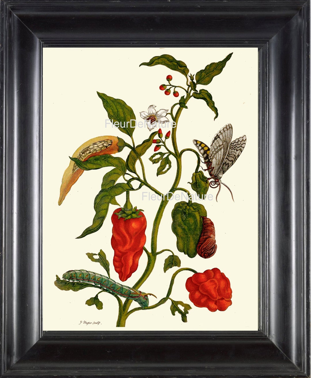 BOTANICAL PRINT Sibylla 8x10 Botanical Art Print 13 Beautiful Red ...