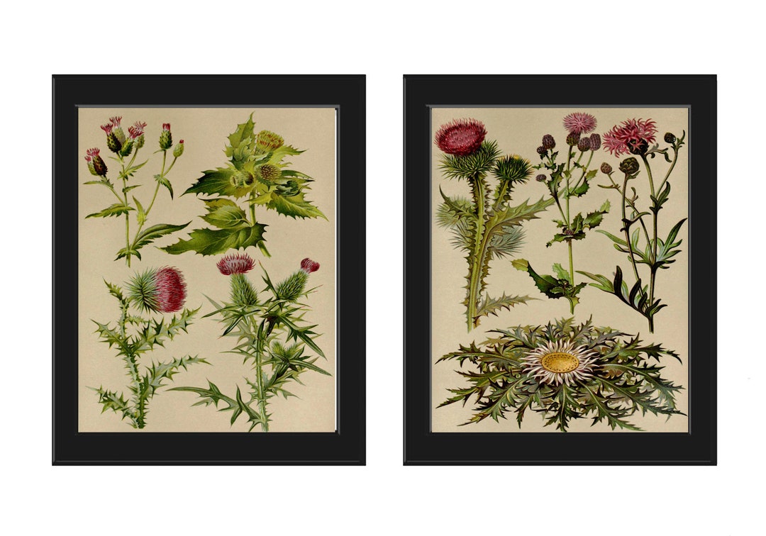 Thistle Flower Plant Vintage Botanical Print Set of 2 Wall Art Antique ...