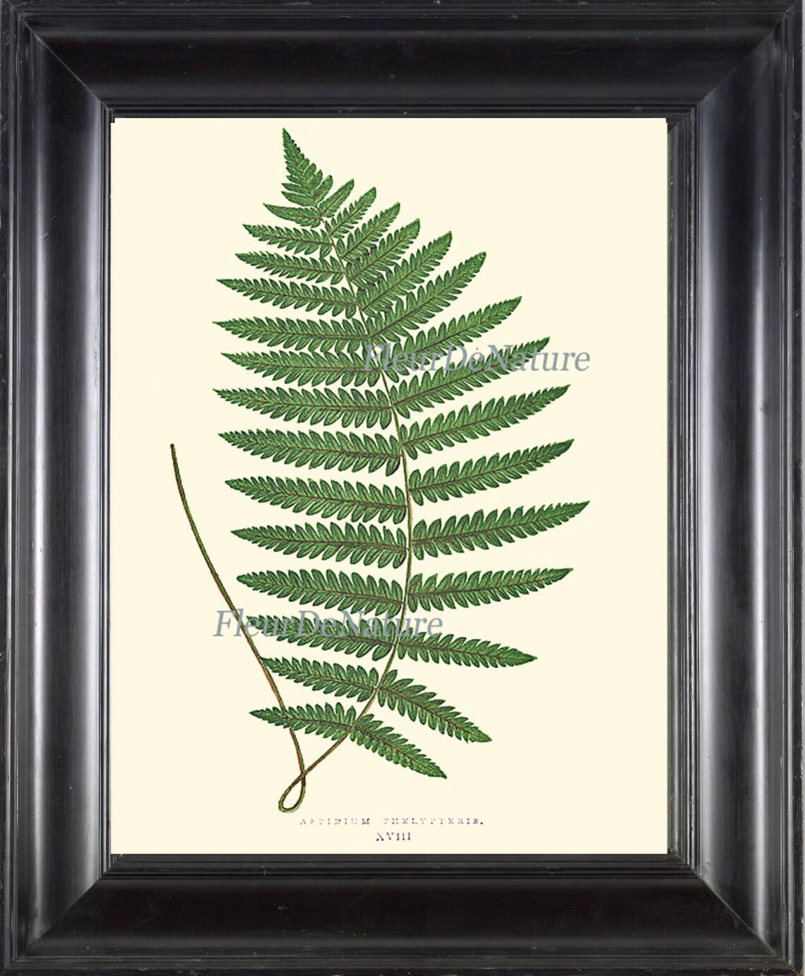Beautiful Green Fern Print Botanical Art 9 Antique Ferns - Etsy