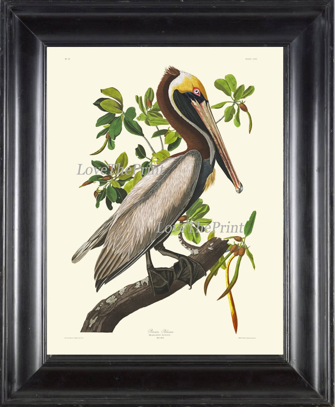 AUDUBON BIRD PRINT Art 45 Beautiful Antique Large Brown Pelican Sea ...