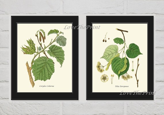 Botanical Tree Print Set of 2 Botanical Wall Art Antique | Etsy