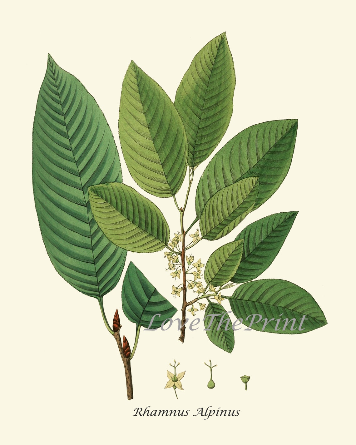 Green Tree Leaves Print Set of 9 Wall Art Prints Beautiful - Etsy