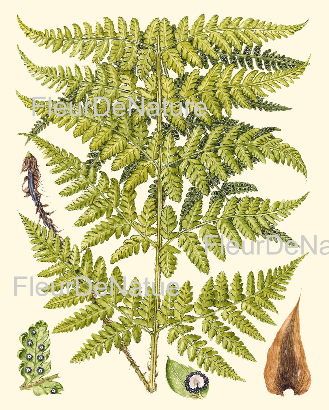 FERN Print SET of 16 Botanical Art Print Lindman Antique 8x10 - Etsy