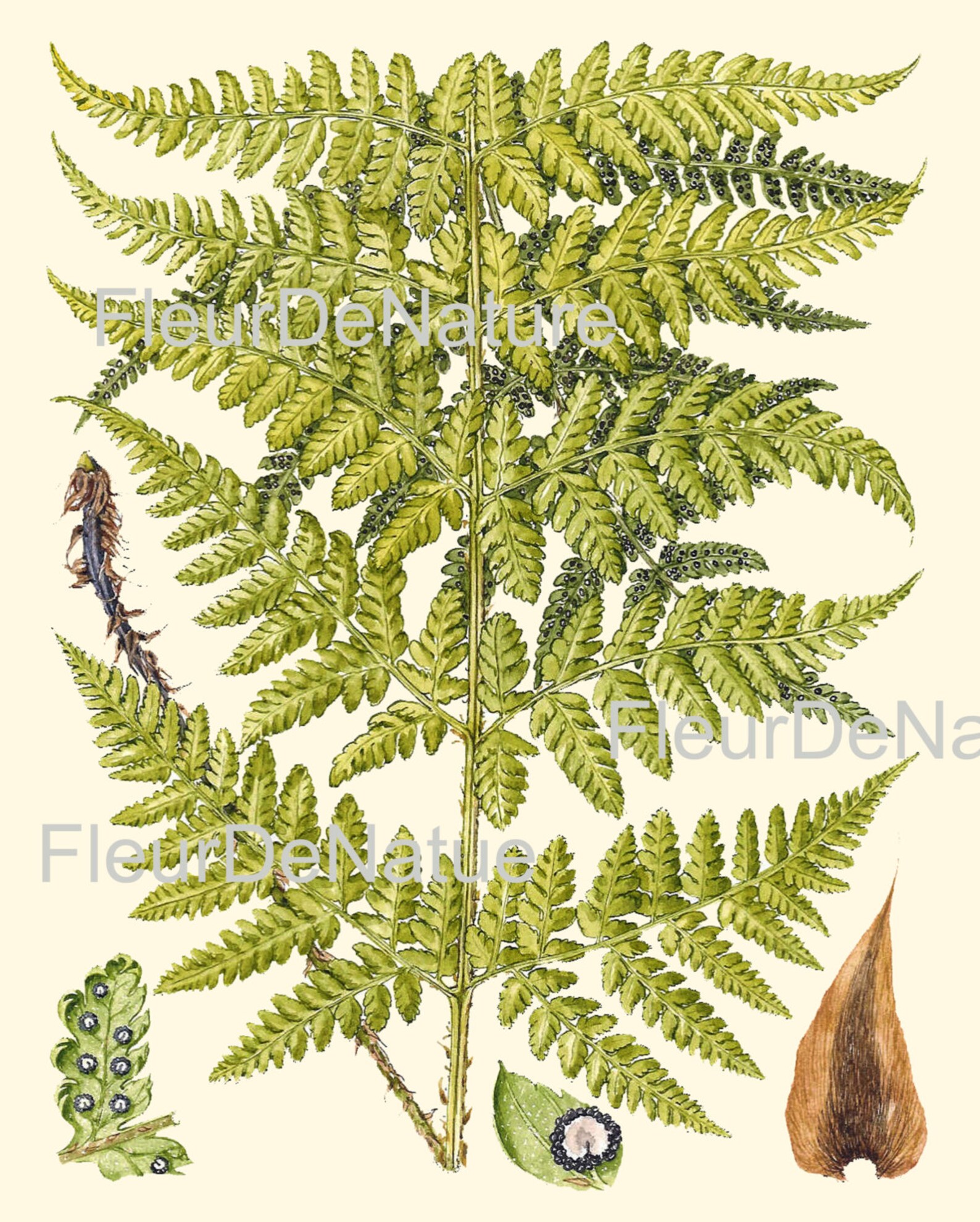 FERN Print SET of 16 Botanical Art Print Lindman Antique 8x10 - Etsy