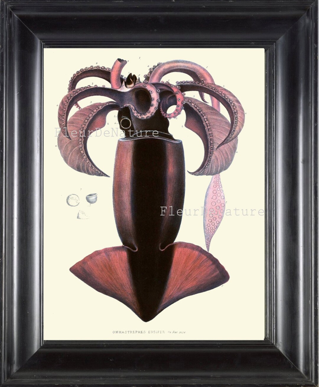 OCTOPUS 8x10 Art Print 4 Beautiful Black and White Antique Sea Ocean ...