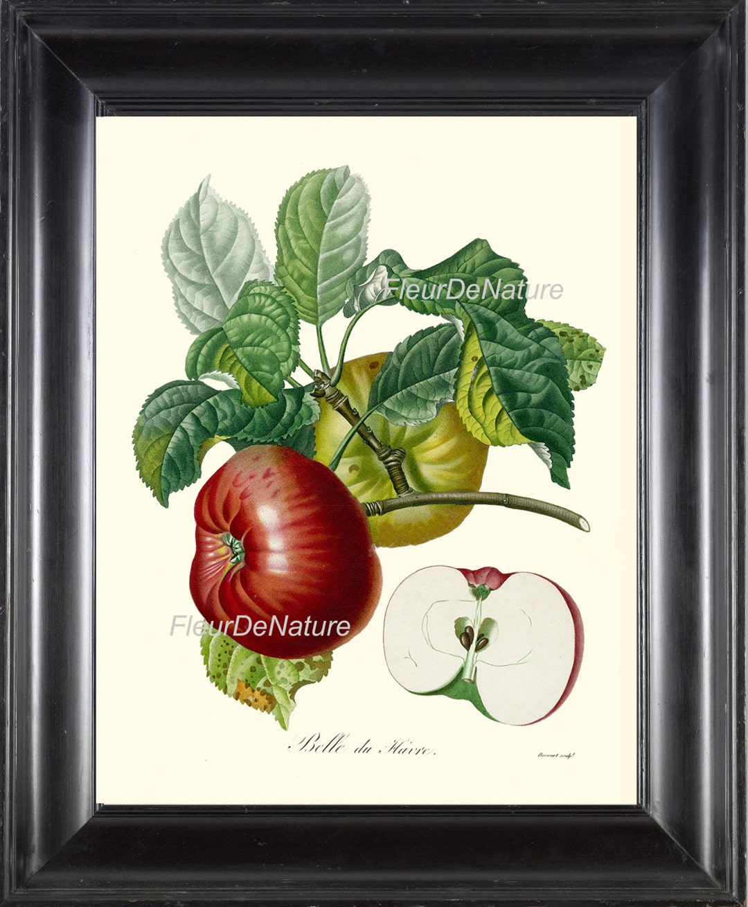 BOTANICAL FRUIT PRINT Poiteau 8x10 Botanical Art Print 12 Beautiful ...