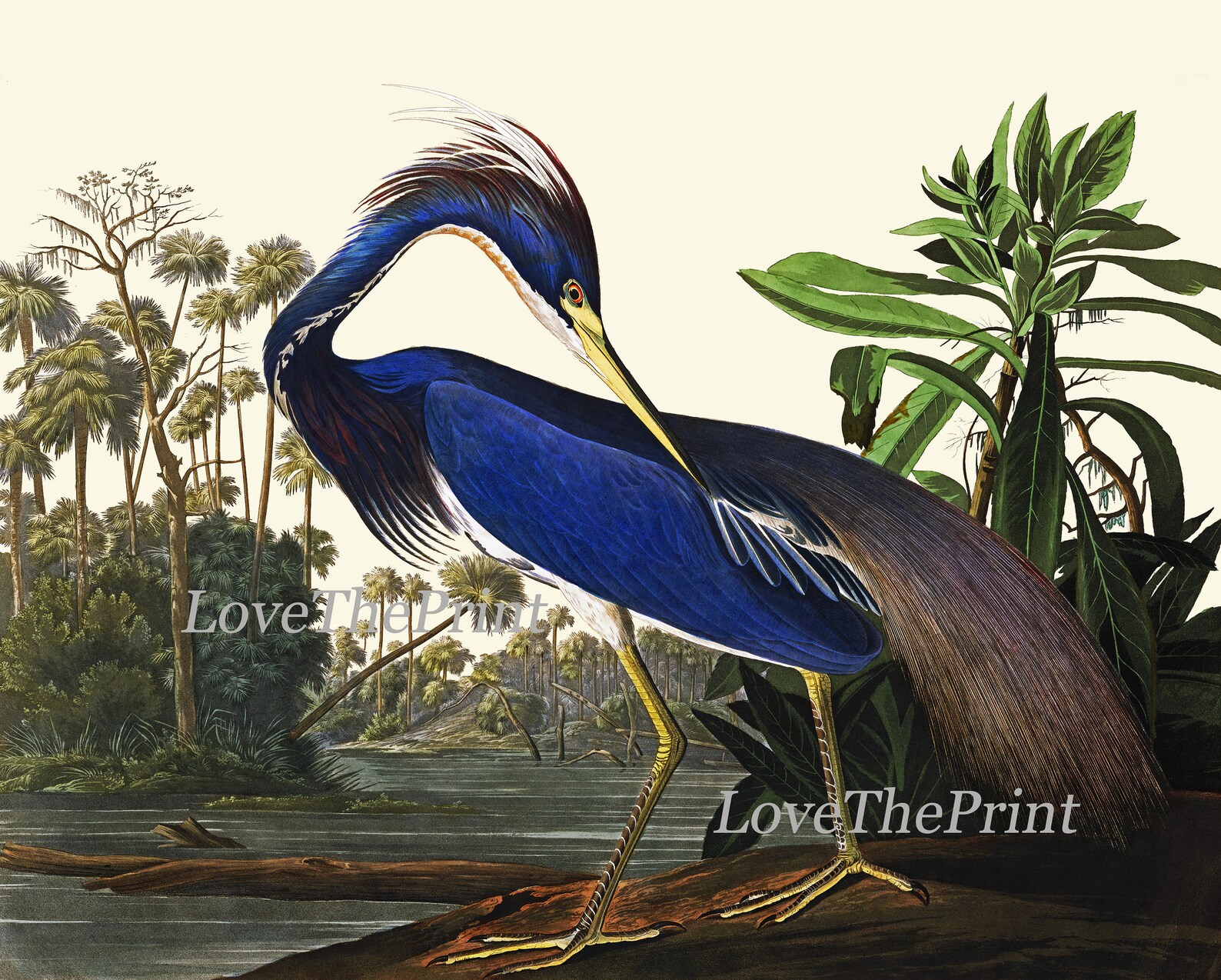 AUDUBON BIRD PRINT Art 99 Beautiful Antique Large Blue | Etsy